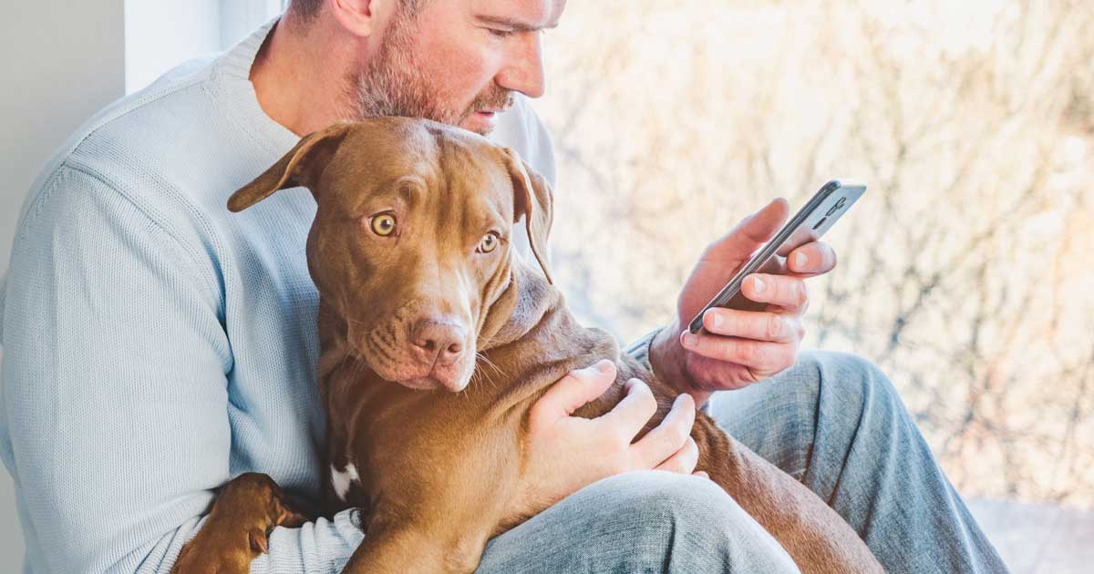 Adoption - Staffy and Bully Breed Rescue Inc.