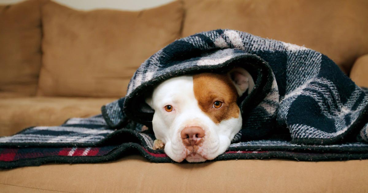 Foster - Staffy and Bully Breed Rescue Inc.